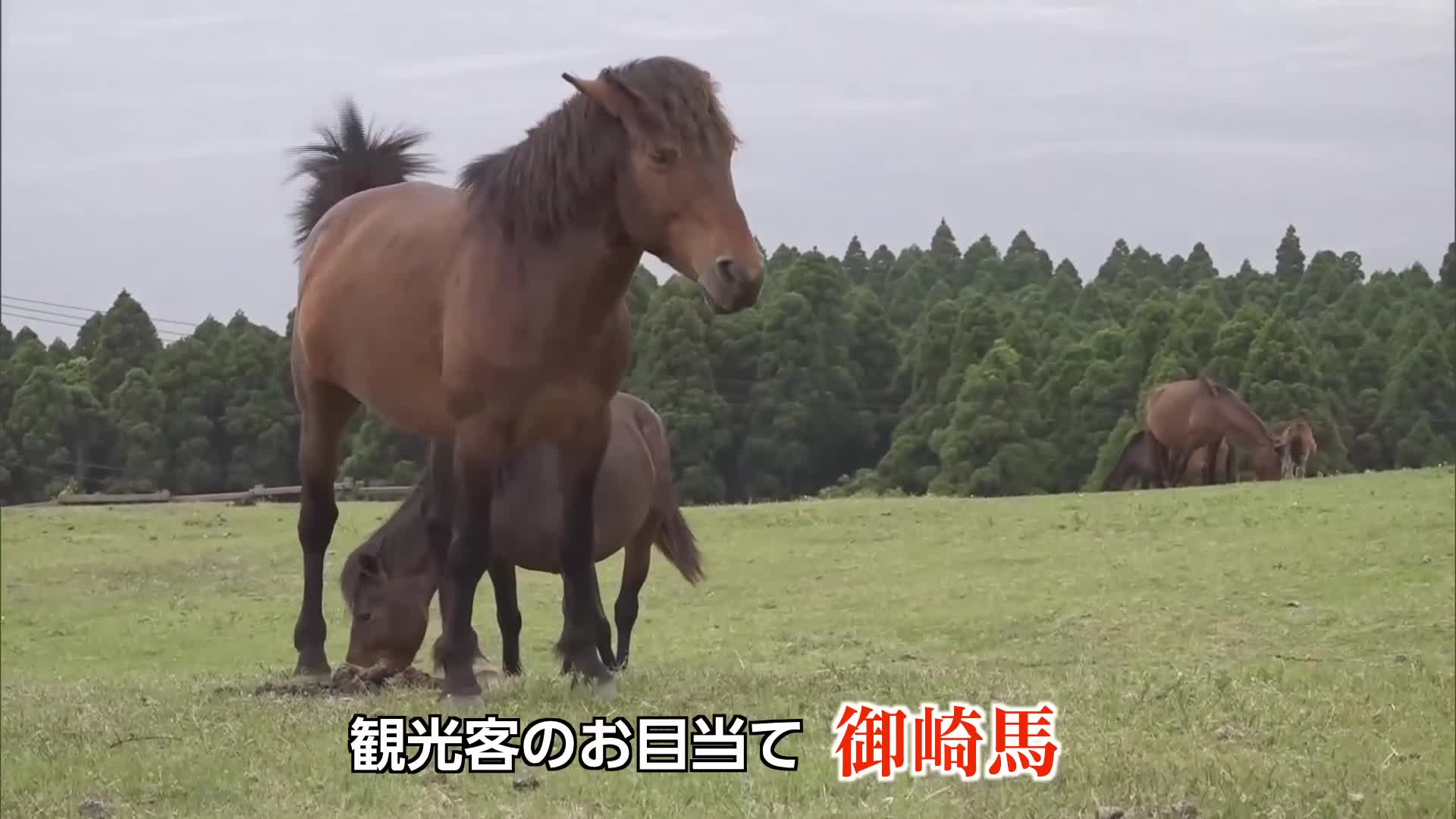 GW後半 お目当ては“野生馬” 串間市・都井岬 観光客でにぎわう｜ニュース｜UMKテレビ宮崎